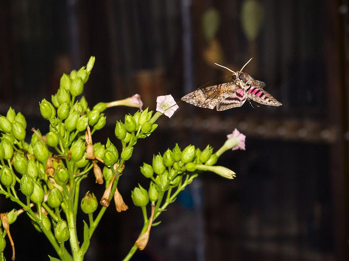 A hawk moth uses its long proboscis to drink nectar from a tobacco ...