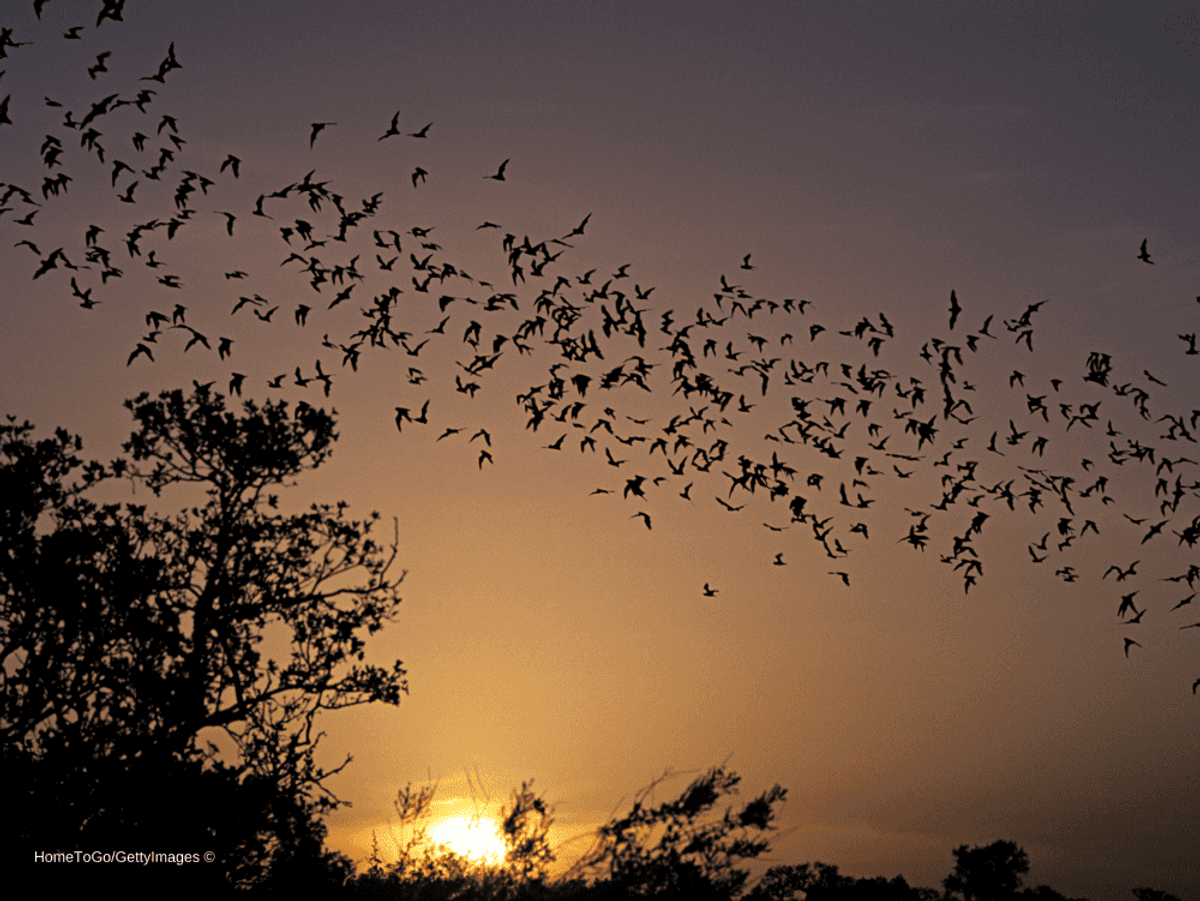 Home to 20 known caves, Kickapoo Cavern State Park also sees thousands ...