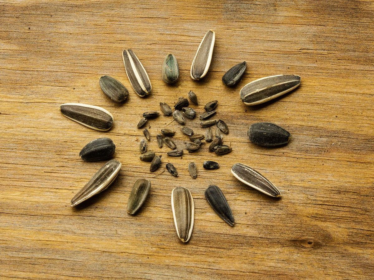 Common sunflower seeds are the smallest, in contrast to the larger gray ...