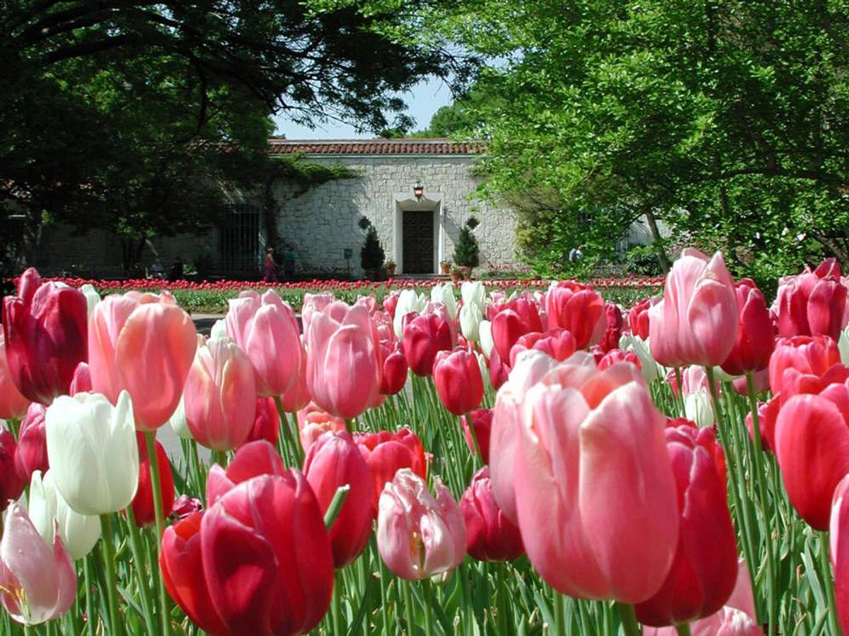 It's the final weekend of Dallas Blooms at the Dallas Arboretum ...