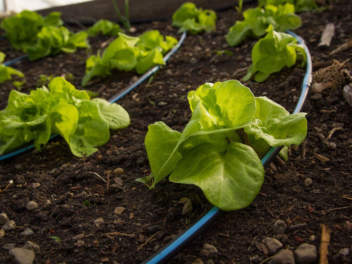 Drip irrigation lines feed rainwater to lettuce seedlings. - CultureMap ...