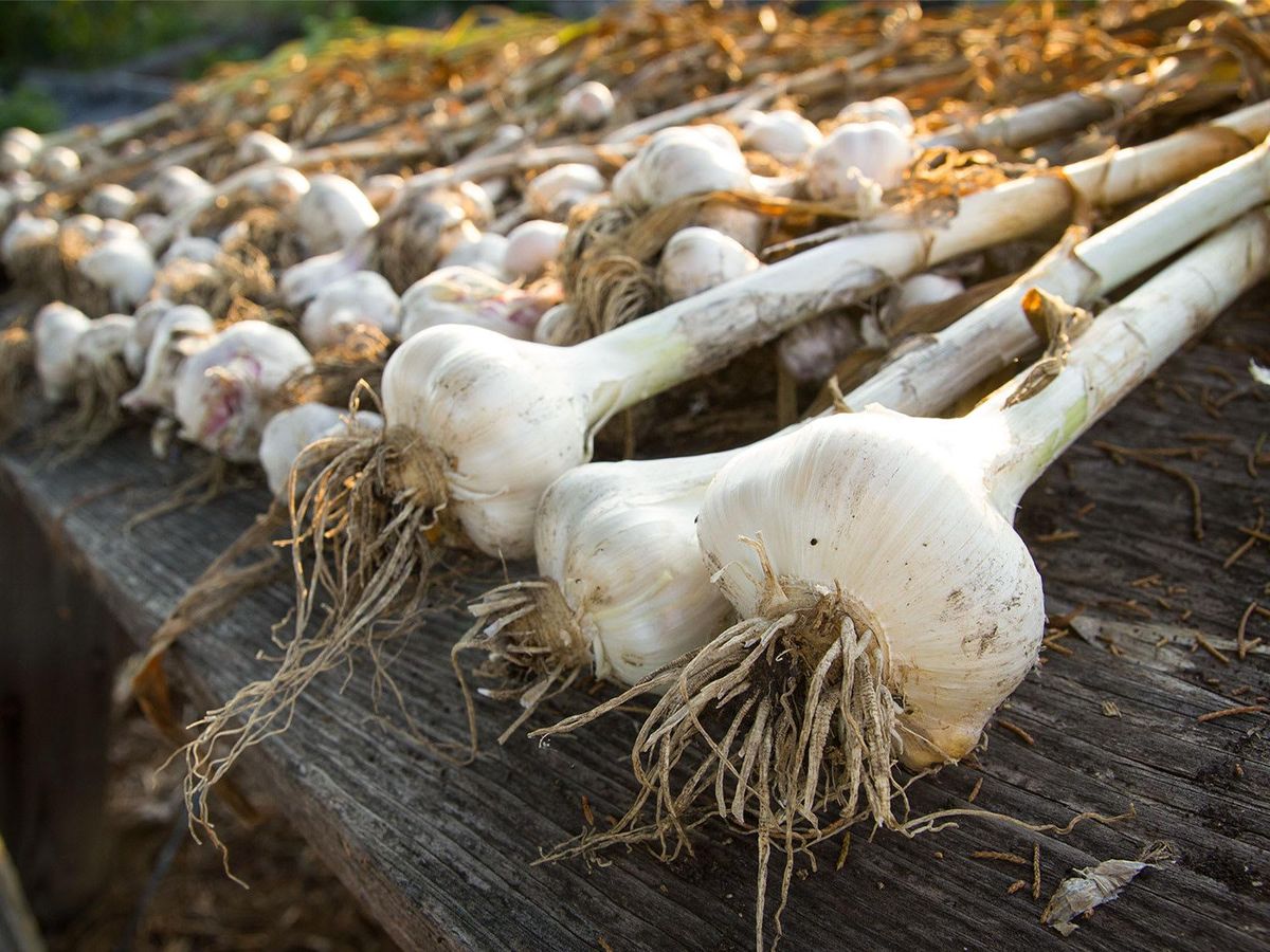 Garlic set out to dry after being harvested in June. - CultureMap Dallas