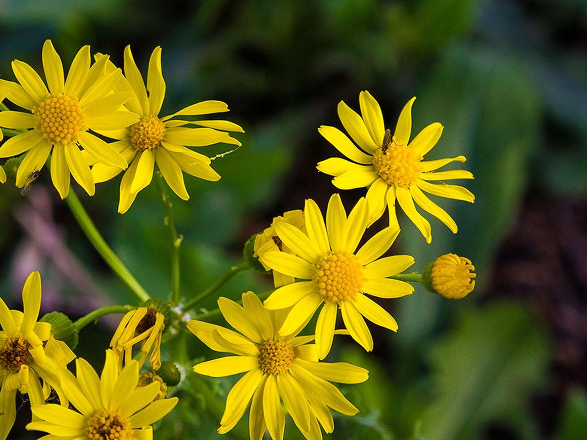 Native, drought-tolerant cut-leaf groundsel blooming in Marshall ...