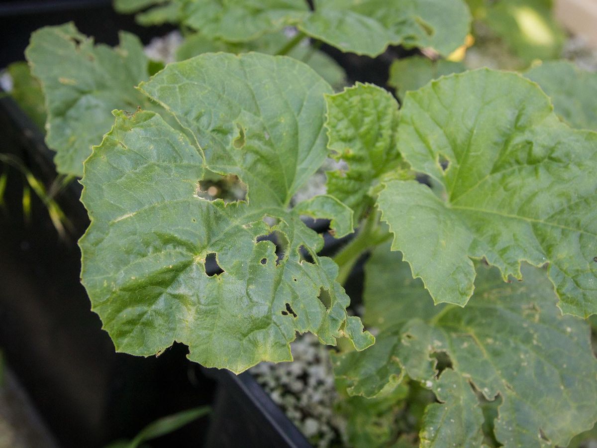 Never treated with pesticides, a melon leaf shows some signs of insect ...