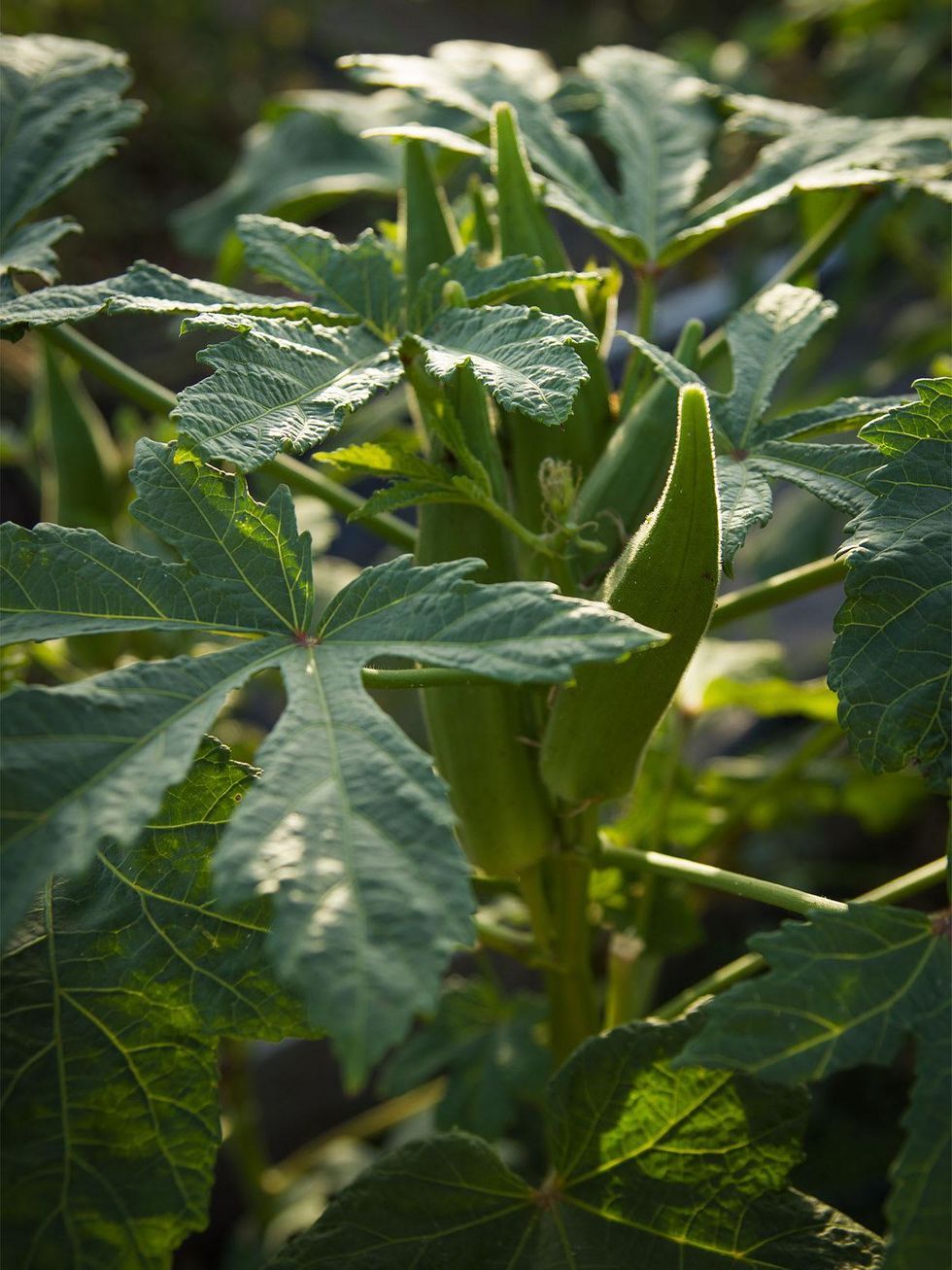 North Texas farmer reaches seasonal crossroads in summer's final month ...