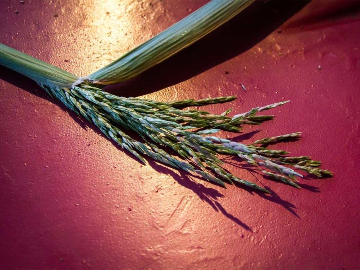 Grass seed easily survives composting and may need to be kept out of ...