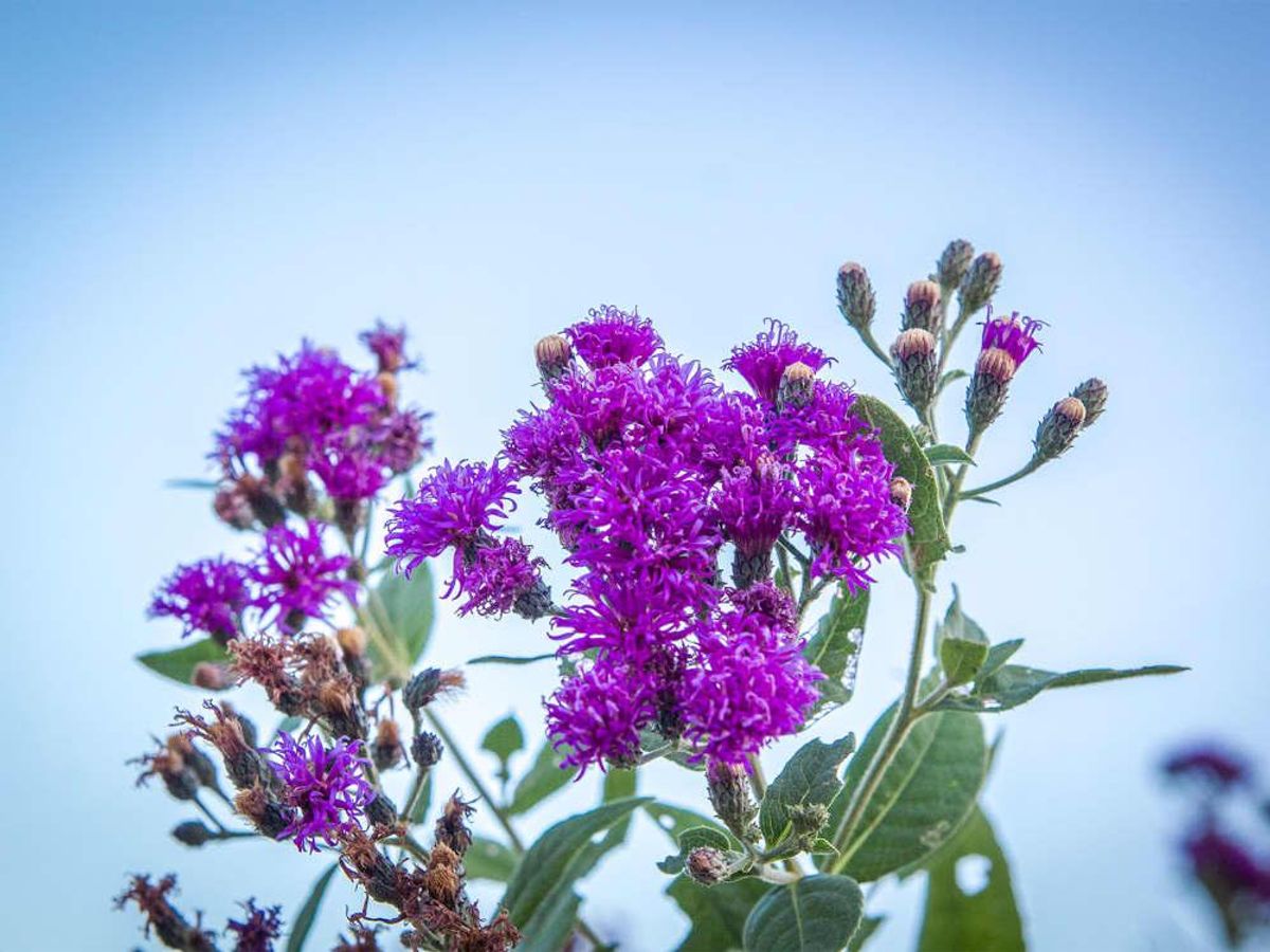 Ironweed blooms early on a small farm south of Dallas. - CultureMap Dallas