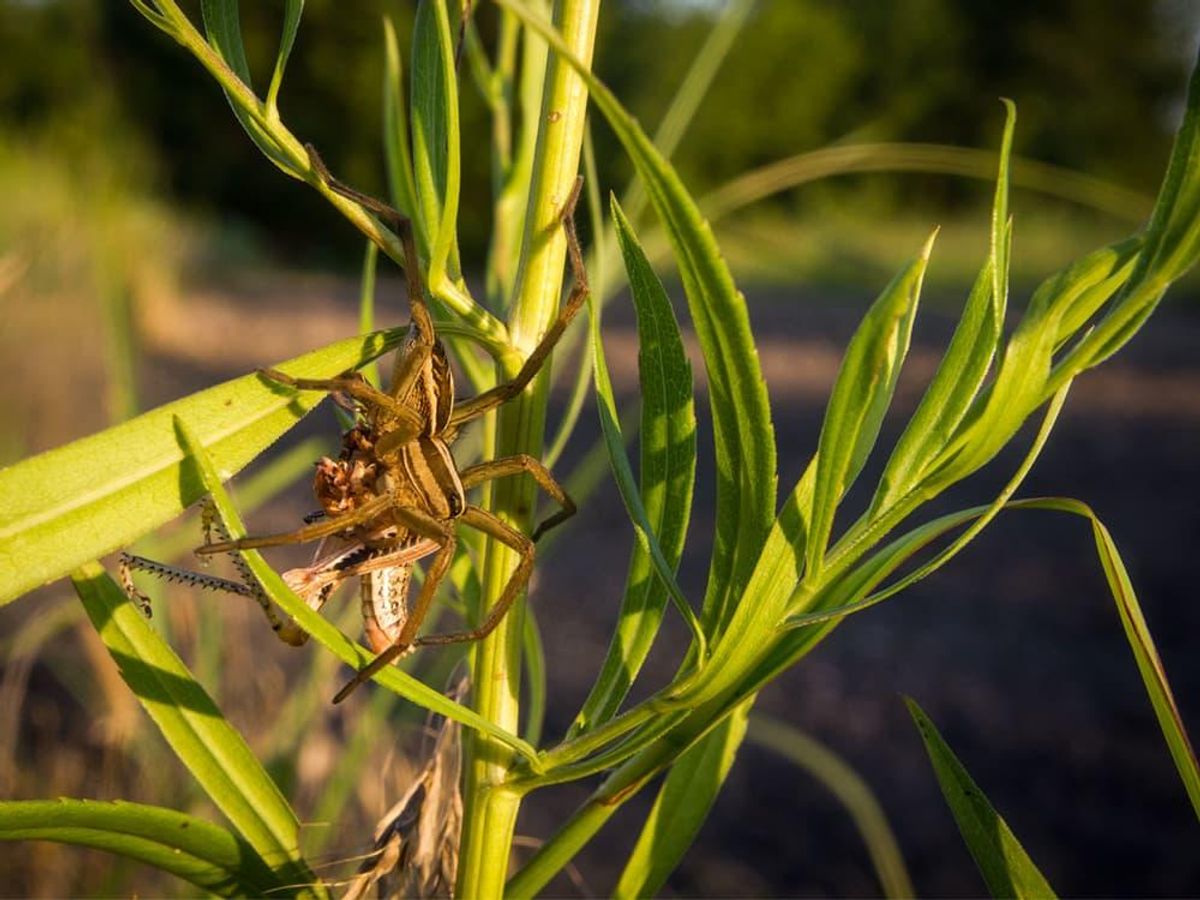 A wolf spider feeds on a grasshopper near Marshall Hinsley's melon crop ...