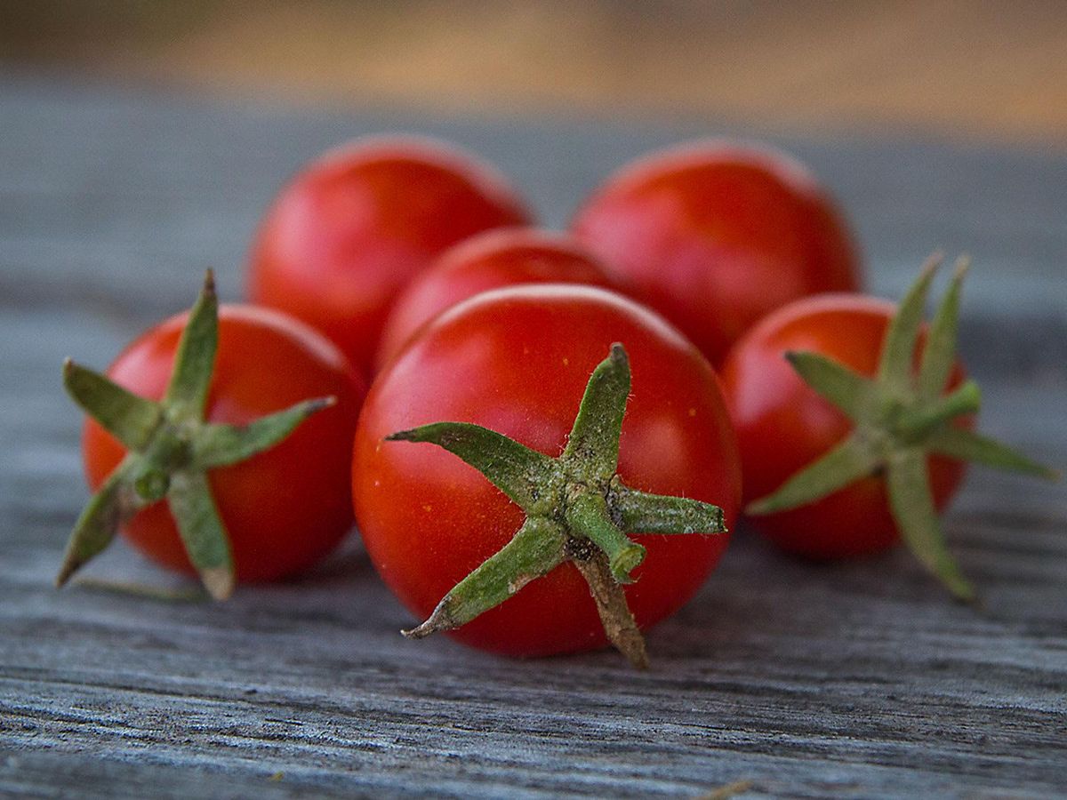 Punta Banda tomatoes are open-pollinated and good for seed harvesting ...