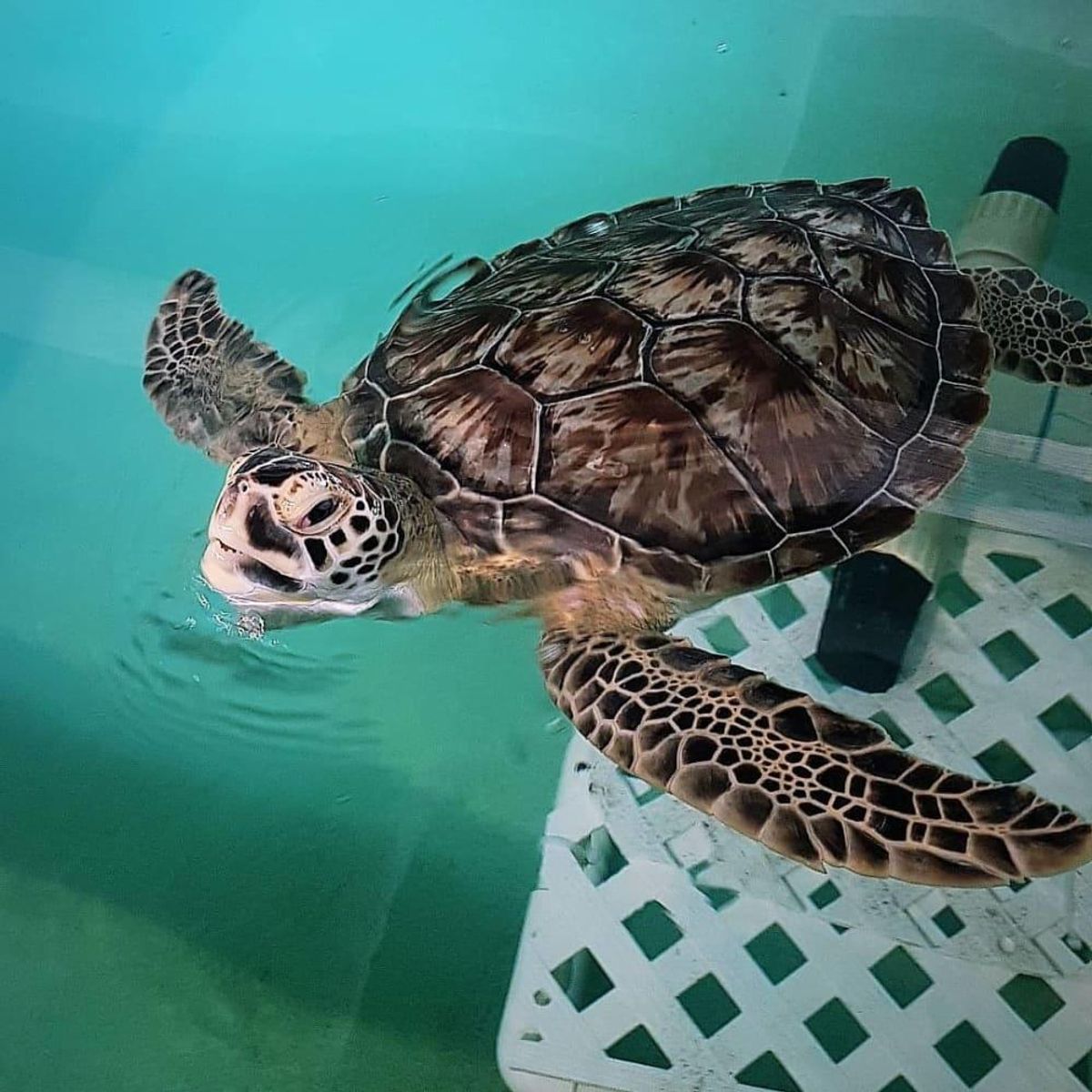 Say "hi" to the sea turtles. - CultureMap Dallas