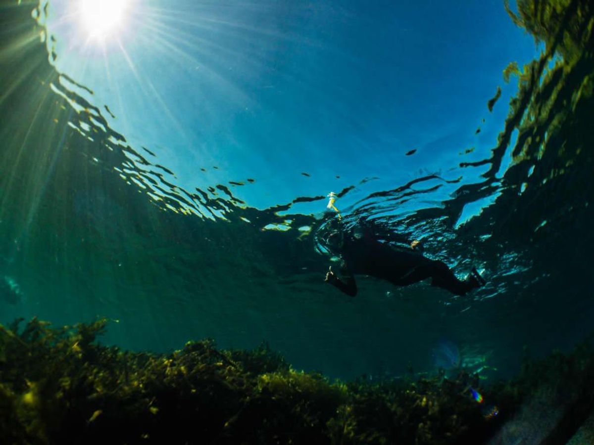 Certified scuba divers can volunteer to help preserve the ecosystem ...
