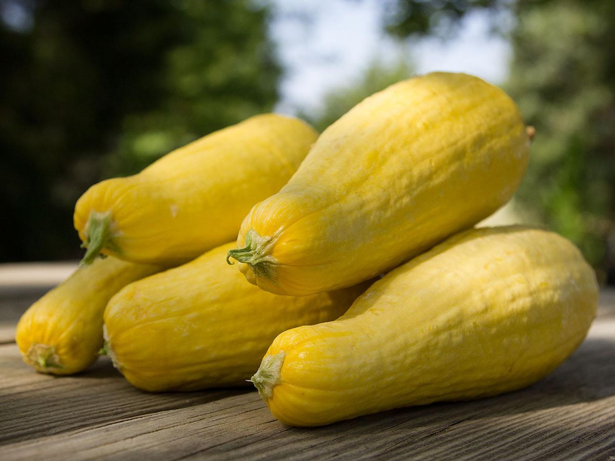 Squash harvested from a North Texas garden. - CultureMap Dallas