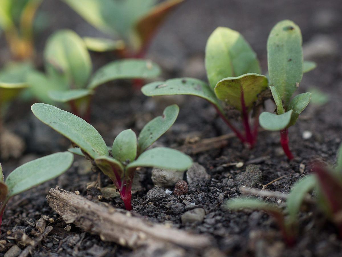 Swiss chard sprouts from seed that fell off last year's crop ...