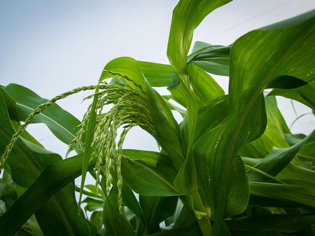 Tassles form on a stalk of corn. - CultureMap Dallas