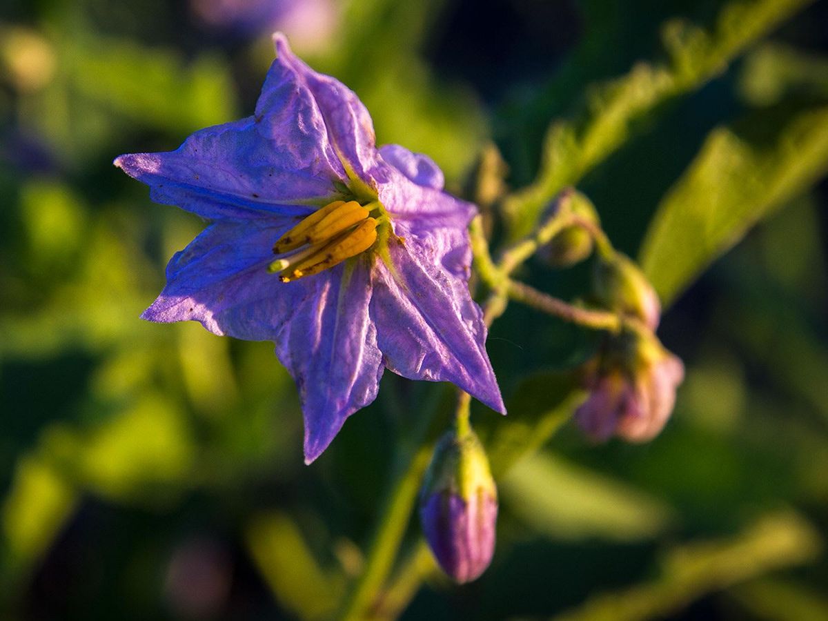 Texas nightshade grows among pumpkins on Marshall Hinsley's farm ...
