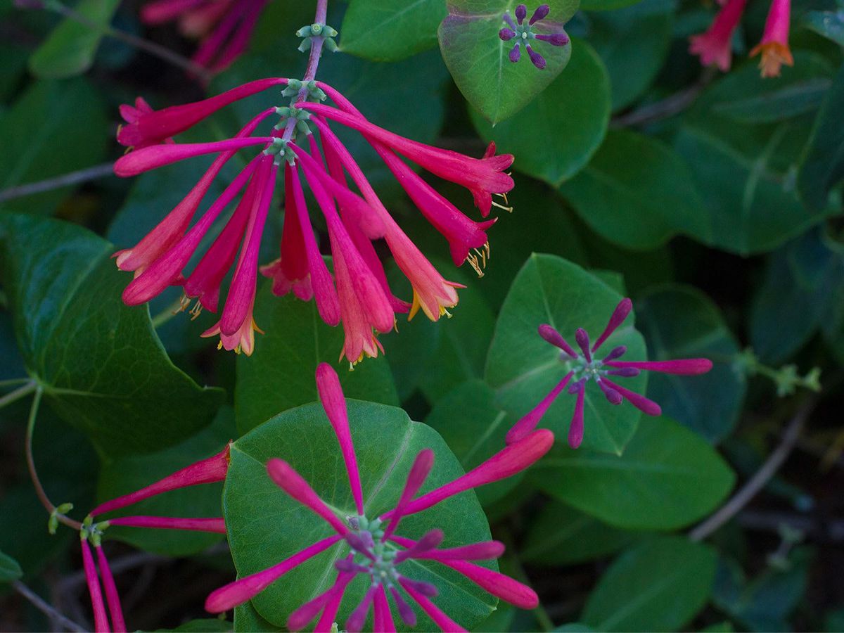 The vibrant flowers of native Texas coral honeysuckle make hummingbird ...
