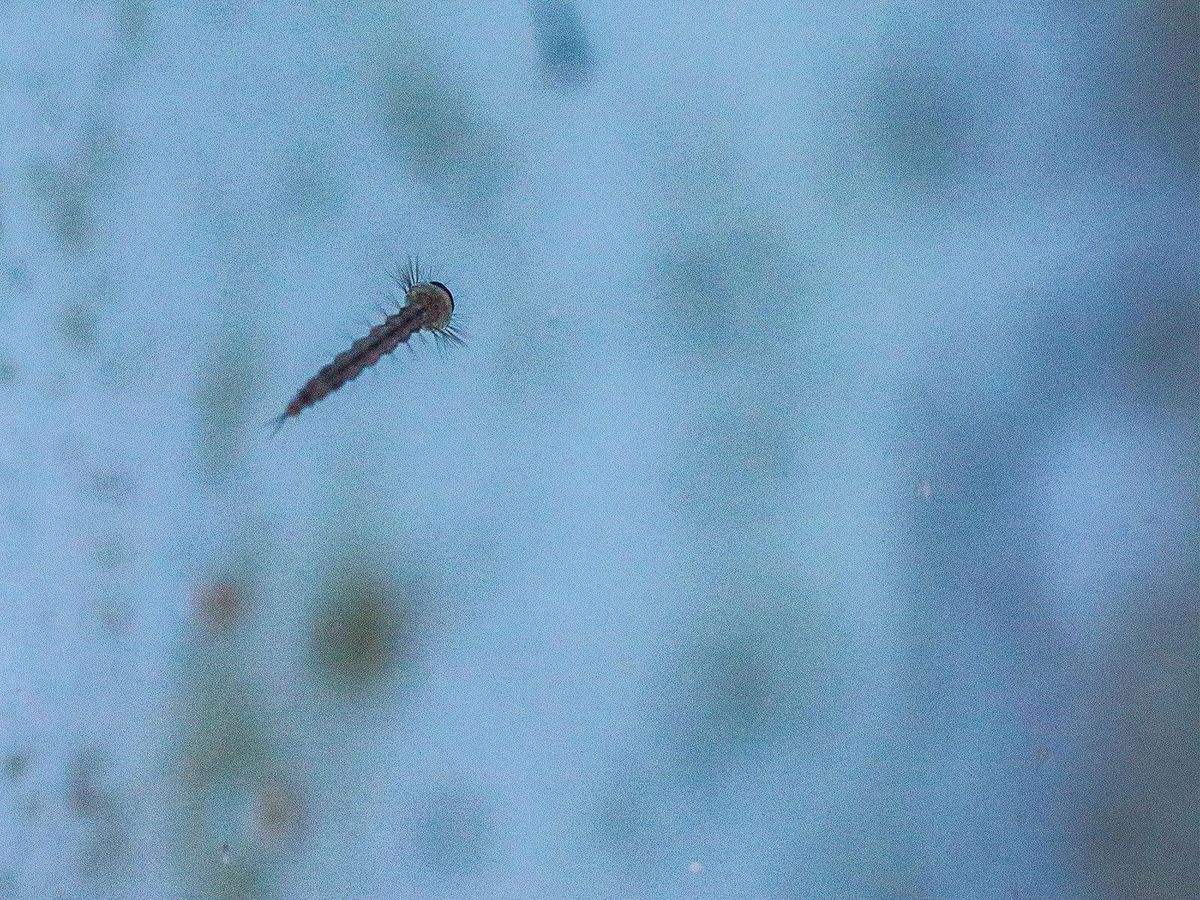 The wiggle tail mosquito larva in a pool of water - CultureMap Dallas