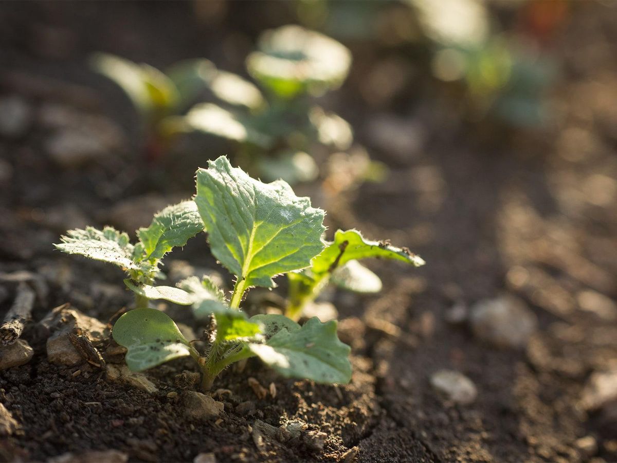 Turnip sprouts bursting through the soil in a Texas garden ...
