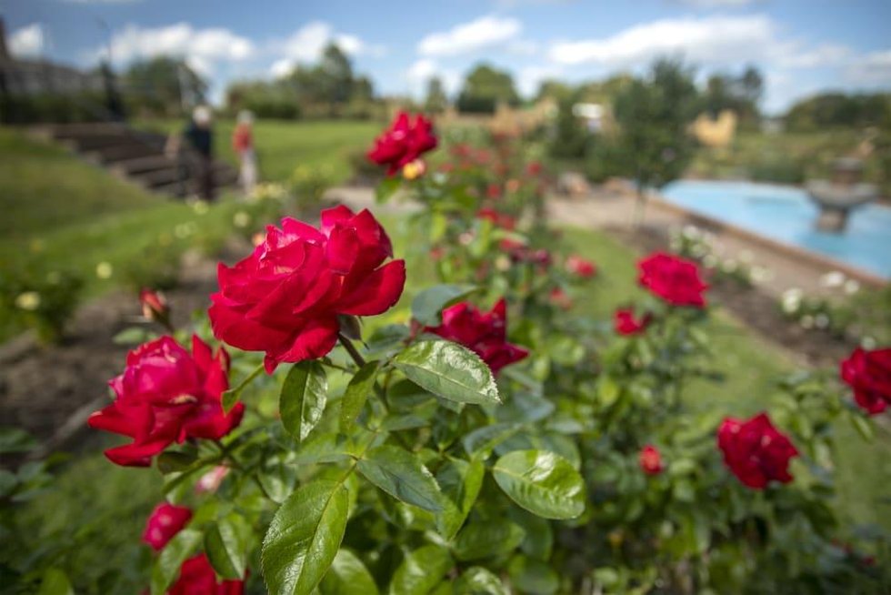 Stop and smell the roses in Tyler, which is blooming with fun ...